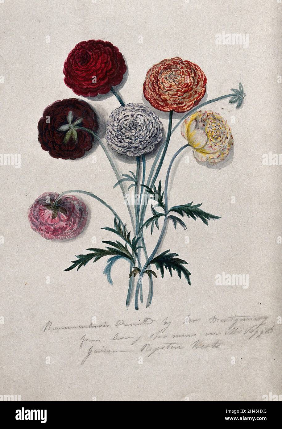 Double ranunculus varieties Banque de photographies et d’images à haute ...