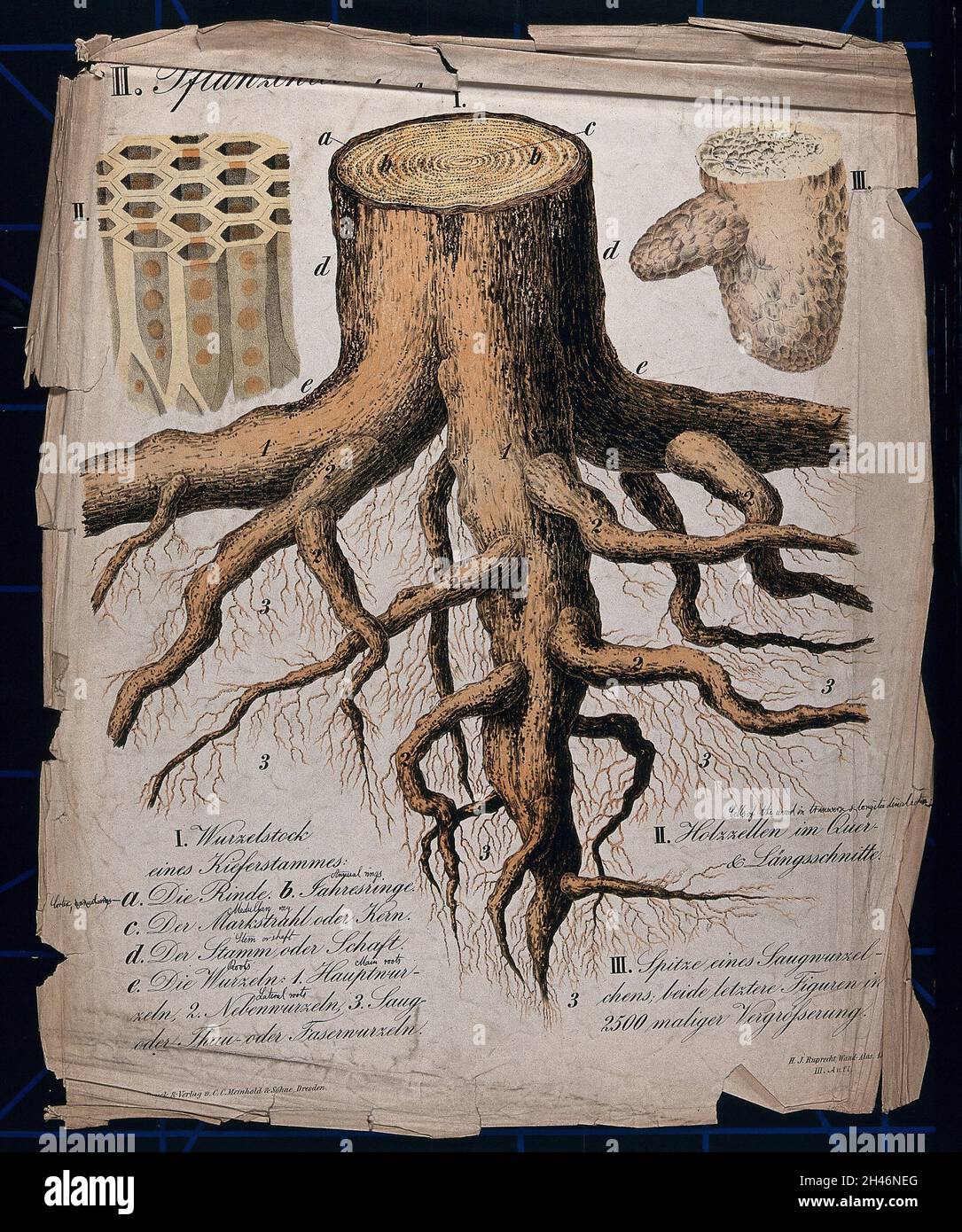 Coupa transversale de la racine Banque de photographies et d’images à ...