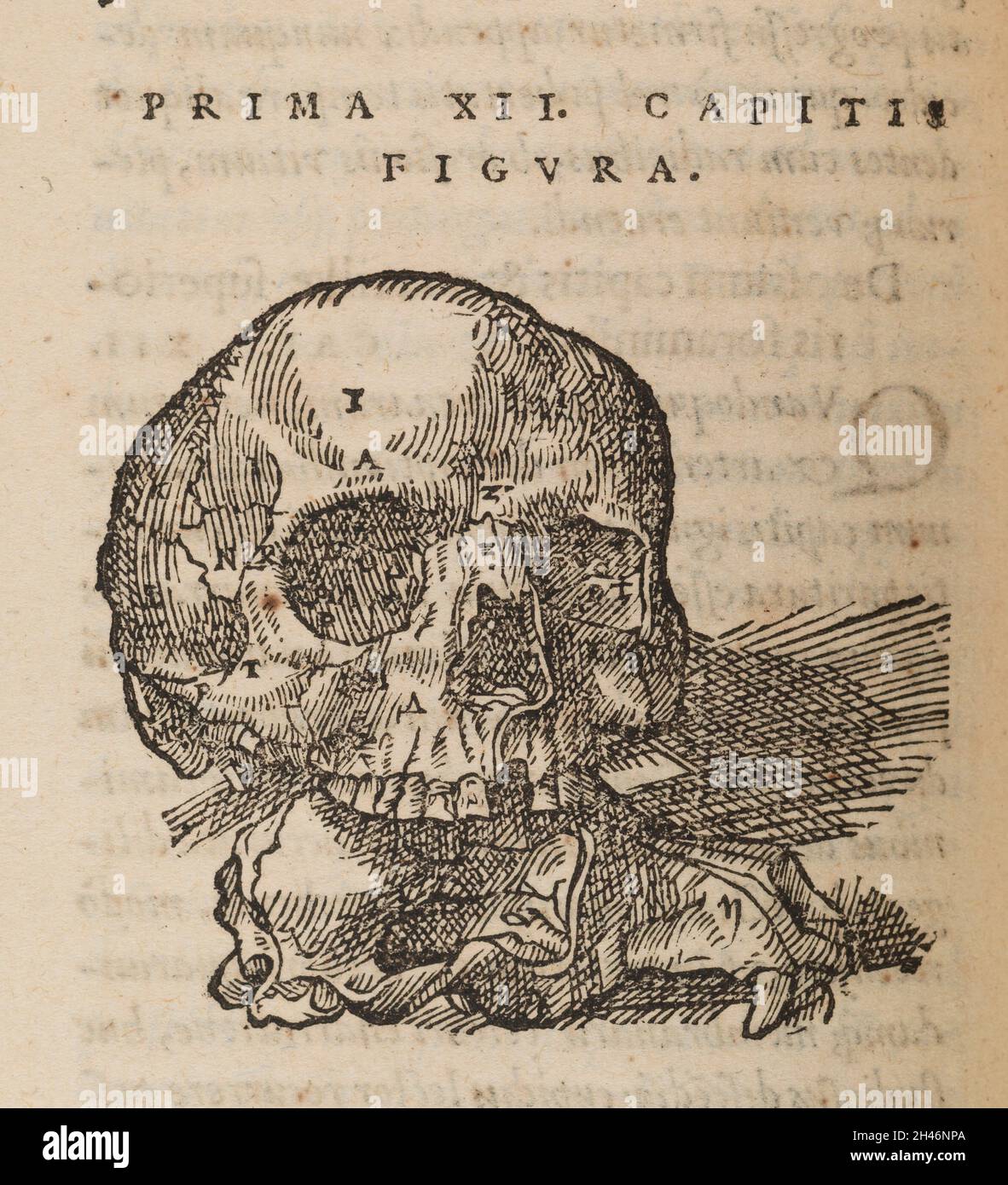 Anatomie comparée humaine Banque de photographies et d’images à haute ...