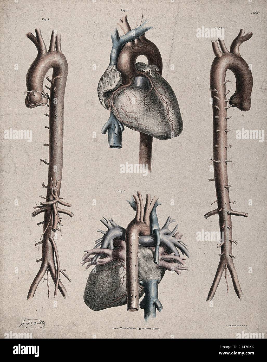 Le système circulatoire : dissection montrant le cœur et l'aorte, les ...