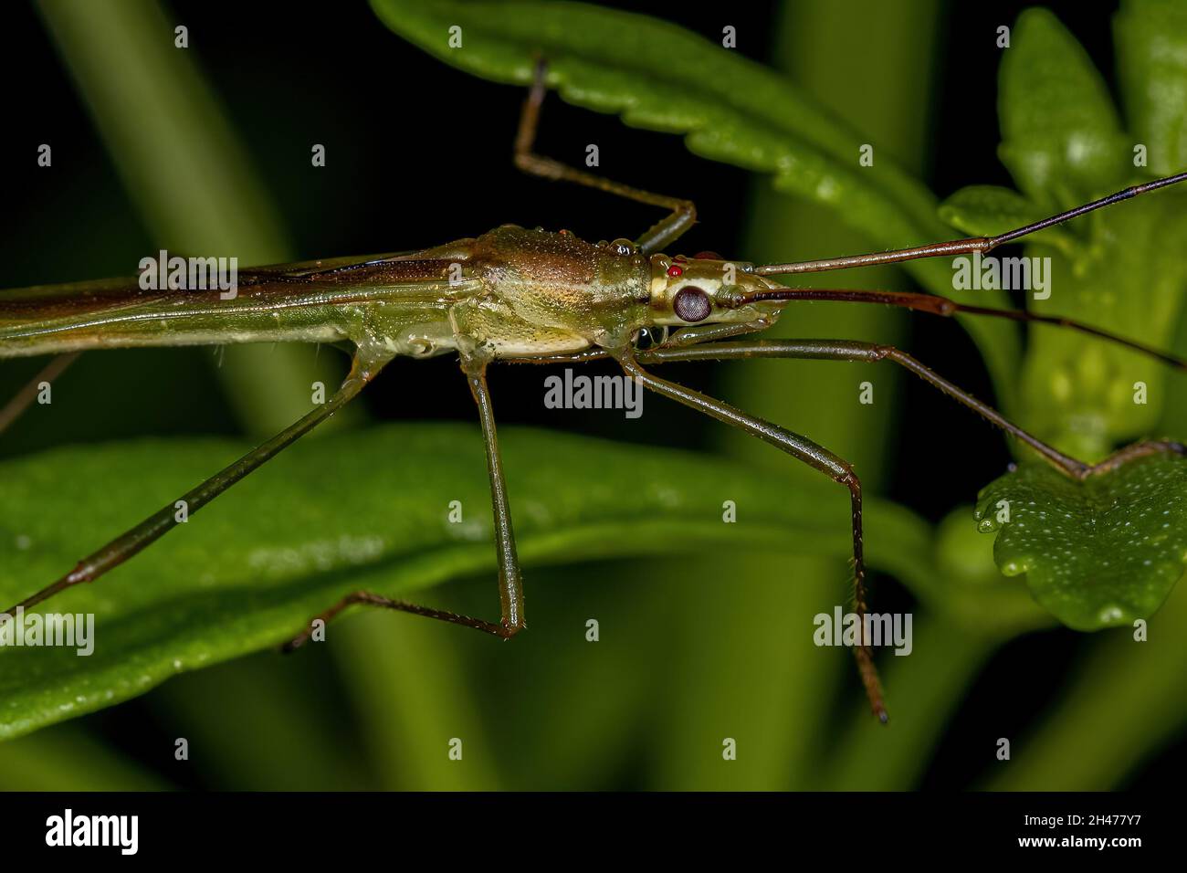 Punaise du riz adulte Banque de photographies et d’images à haute ...