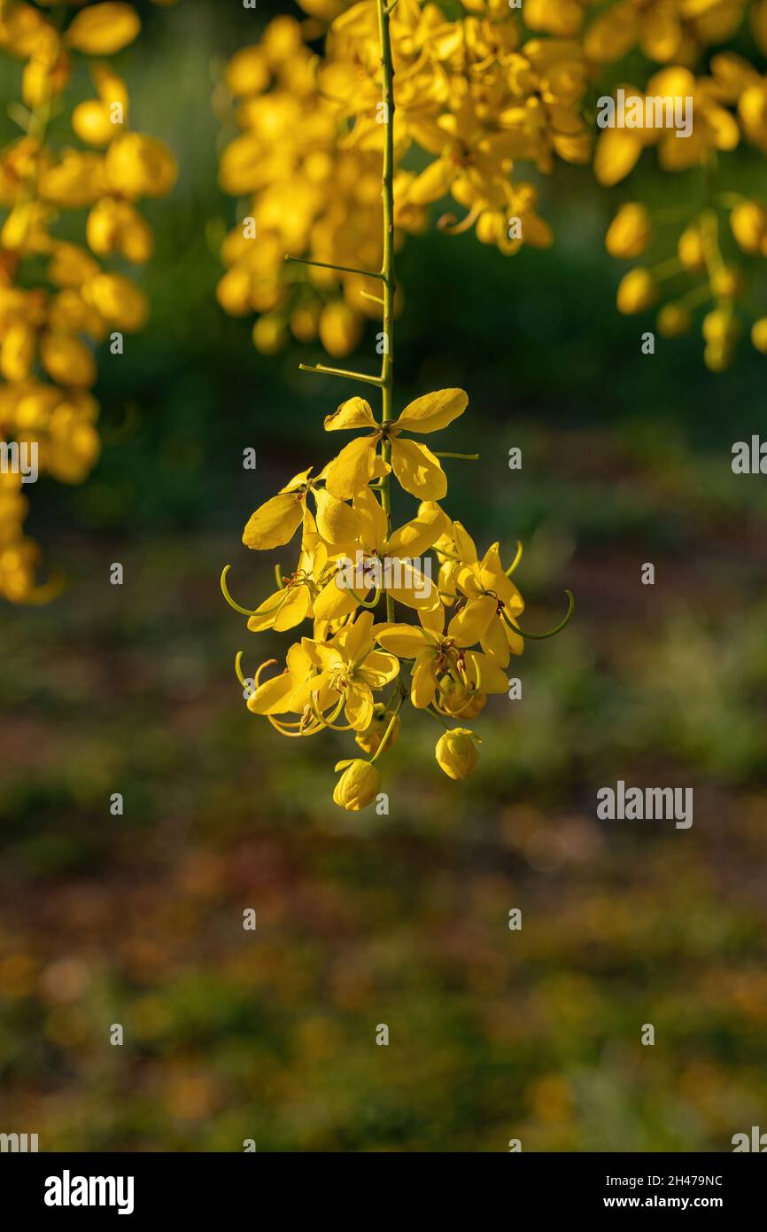 Arbre de pluie d'or fleurs jaunes de l'espèce fistule de Cassia avec foyer sélectif Photo Stock ...