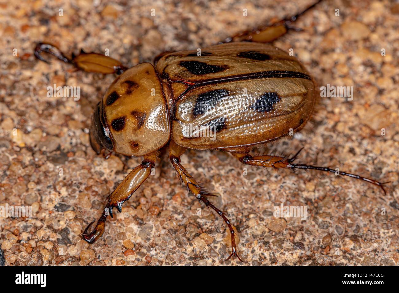Dynastinae subfamily Banque de photographies et d’images à haute ...