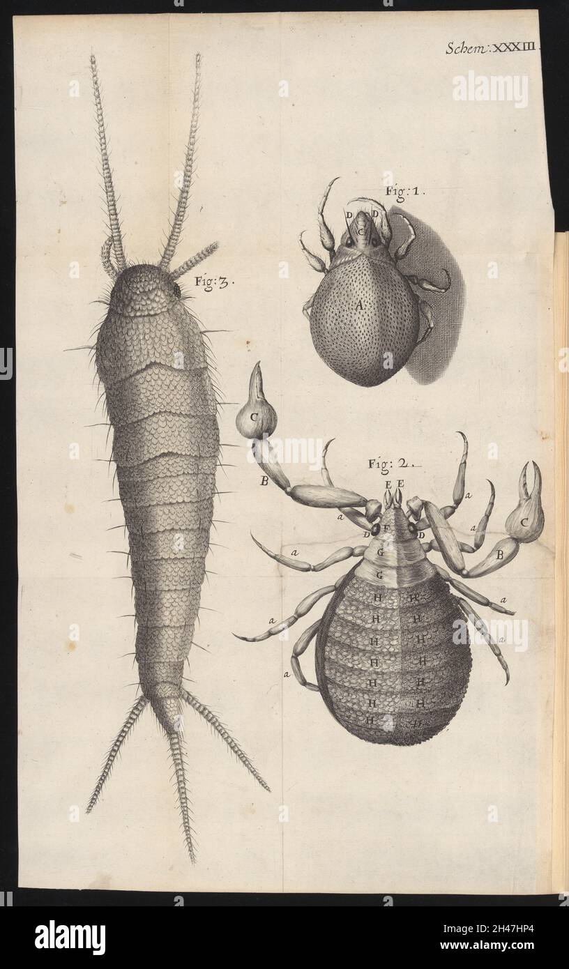 Robert hooke micrographia Banque de photographies et d’images à haute ...