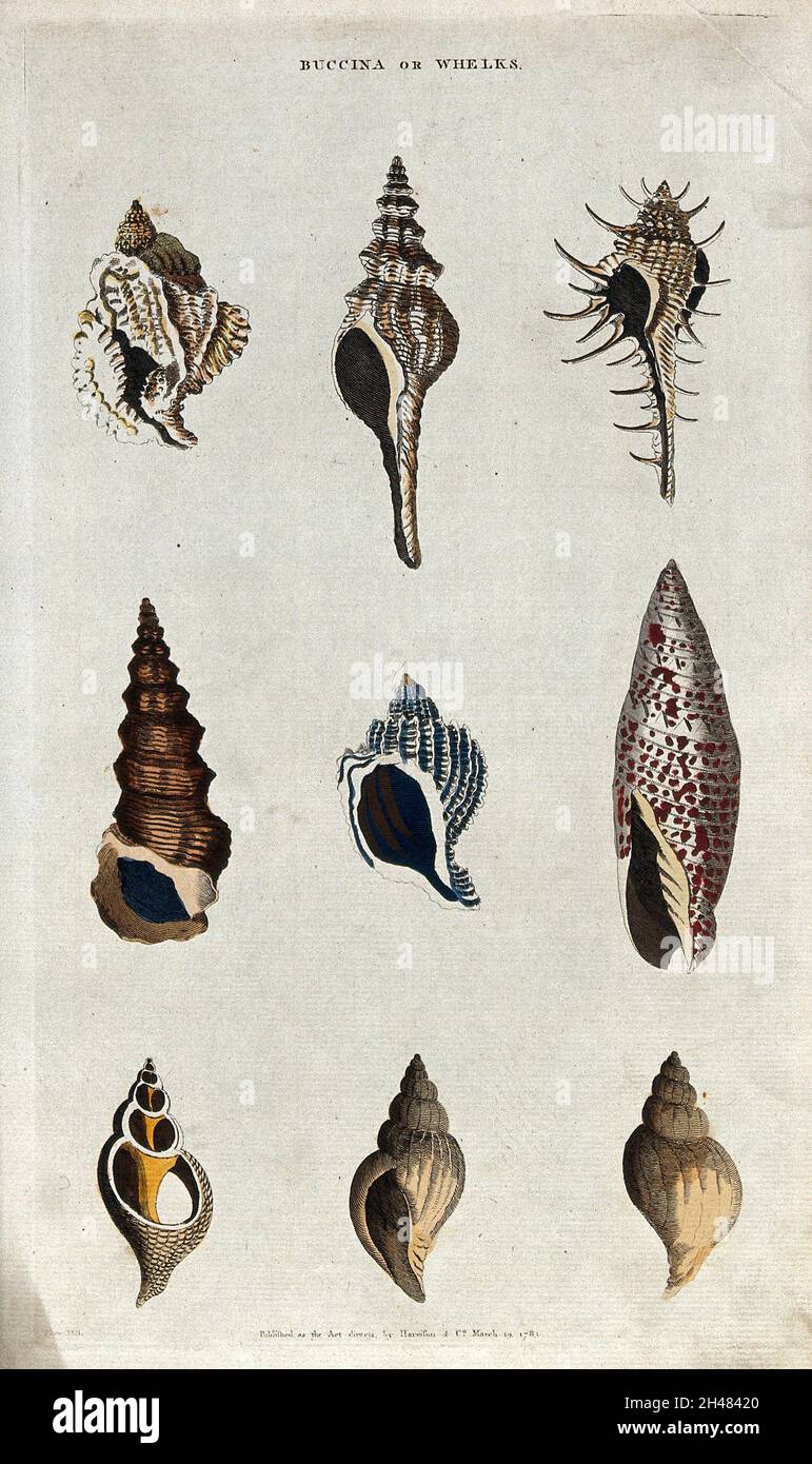 Neuf mollusques gastéropodes marins de la famille des Buccinidae ...