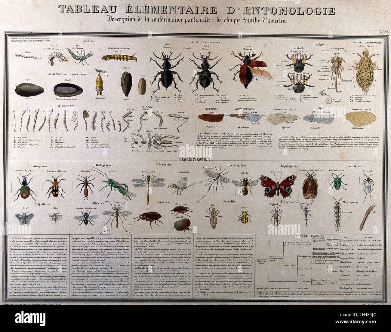 Insectes : variétés et stades de développement classifiés, y compris ...
