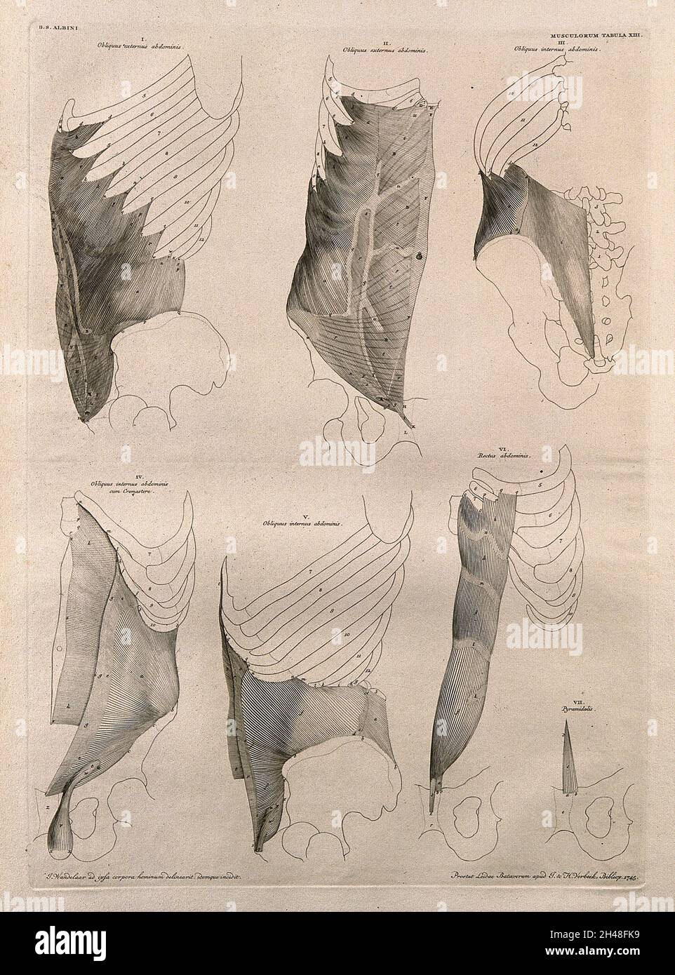 Musculos del tronco Banque de photographies et d’images à haute ...