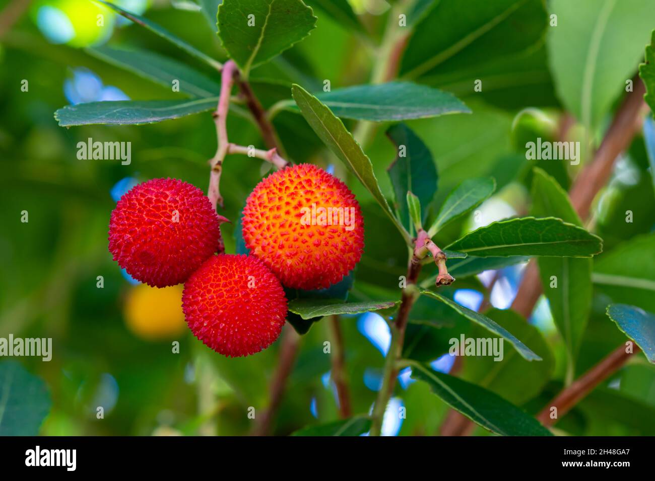 Arbous des fruits sauvages unedo Banque de photographies et d’images à ...