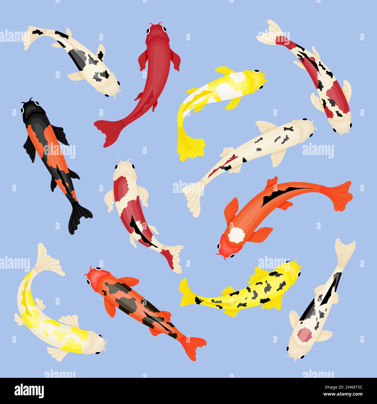 Poissons koï.Poisson de nature isolé, carpe rouge du japon.Animal ...