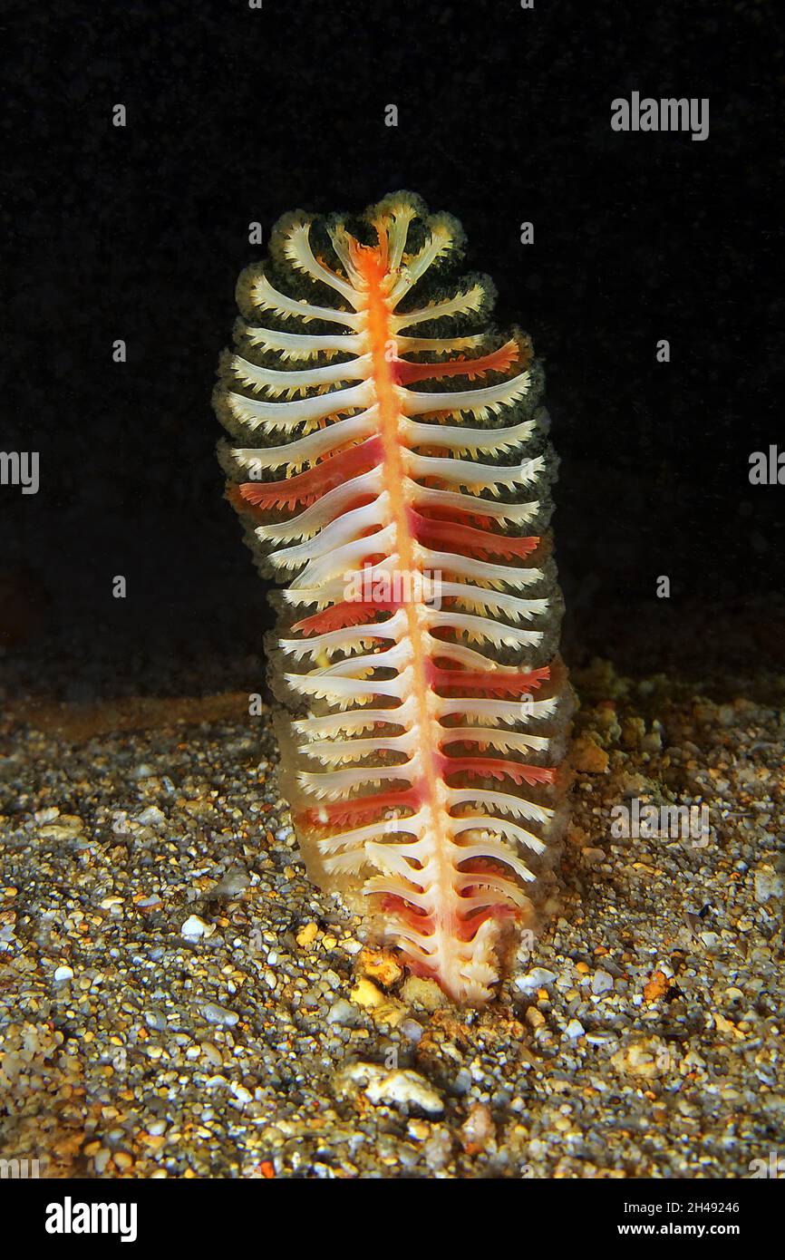 Virgularia sp Banque de photographies et d’images à haute résolution ...