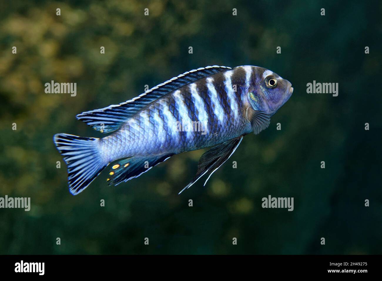 Ornatus de poisson Banque de photographies et d’images à haute ...