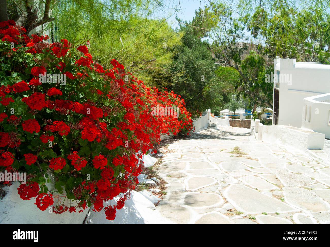 Belle île d'iOS Grèce fleurs rouge vif par un village sentier typique ...