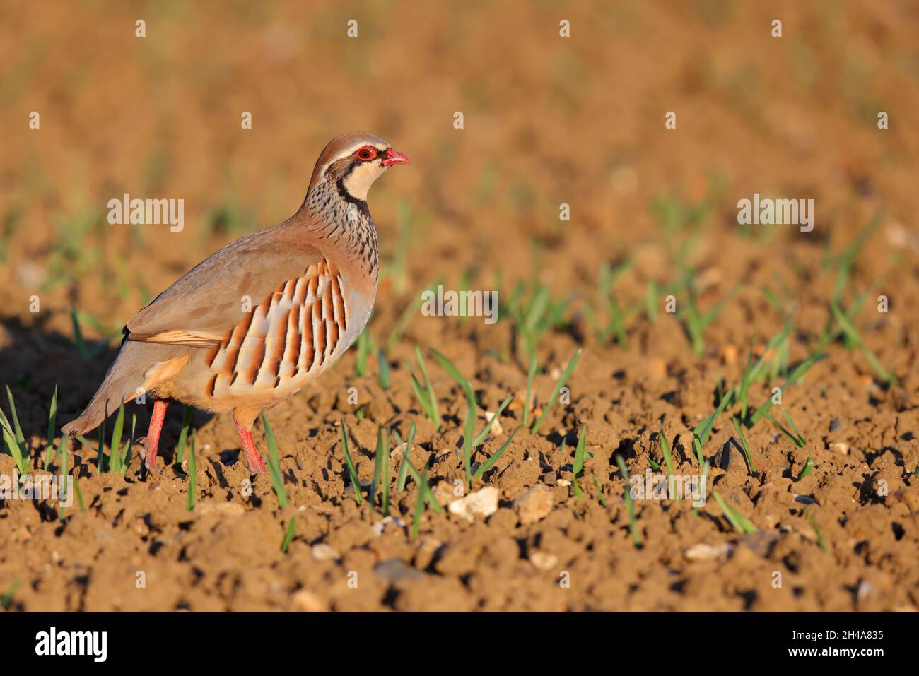 Perdrix dans un poirier Banque de photographies et d’images à haute ...