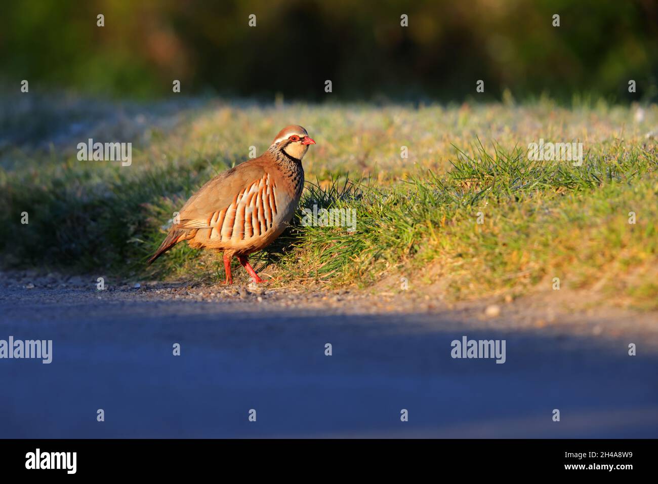 Une perdrix adulte à pattes rouges ou une perdrix française (Alectoris ...