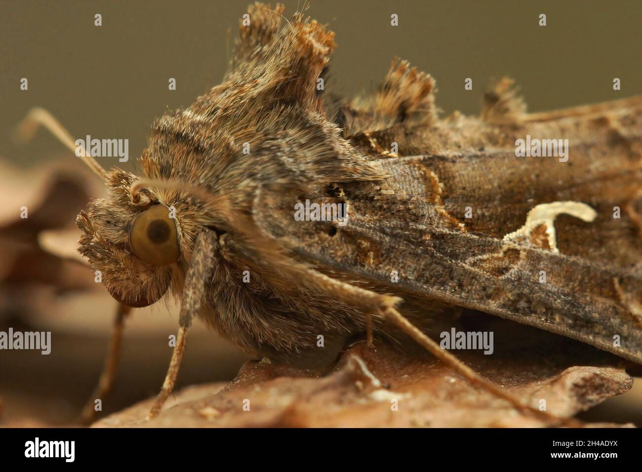 Gamma uil Banque de photographies et d’images à haute résolution - Alamy