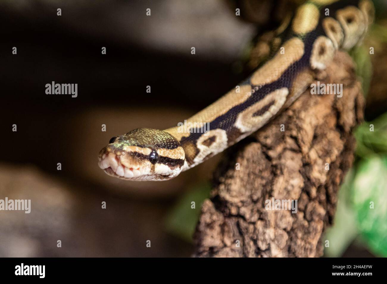 Serpent python royal.Reptiles et reptiles.Amphibiens et amphibiens ...