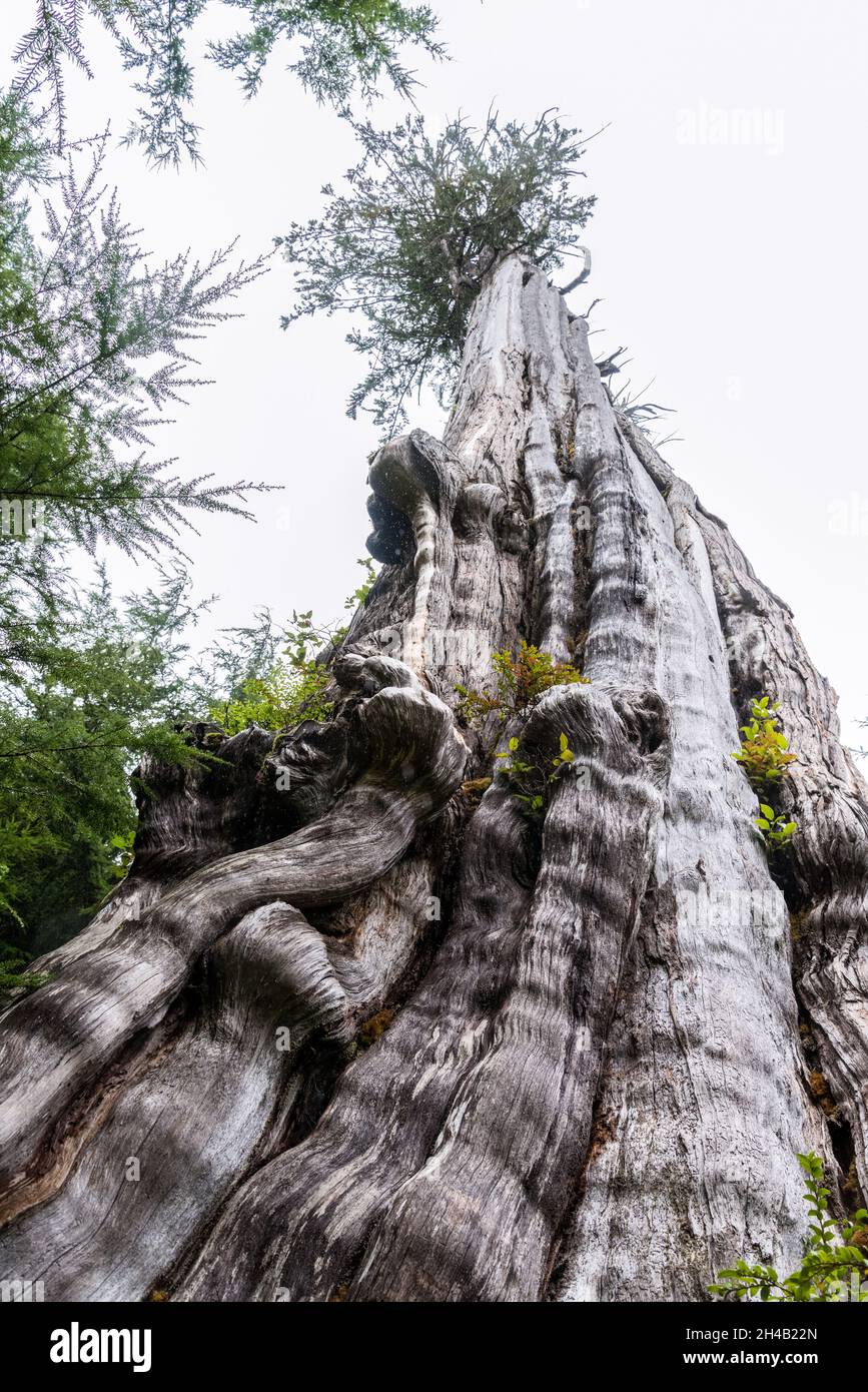 Kalaloch tree Banque de photographies et d’images à haute résolution ...