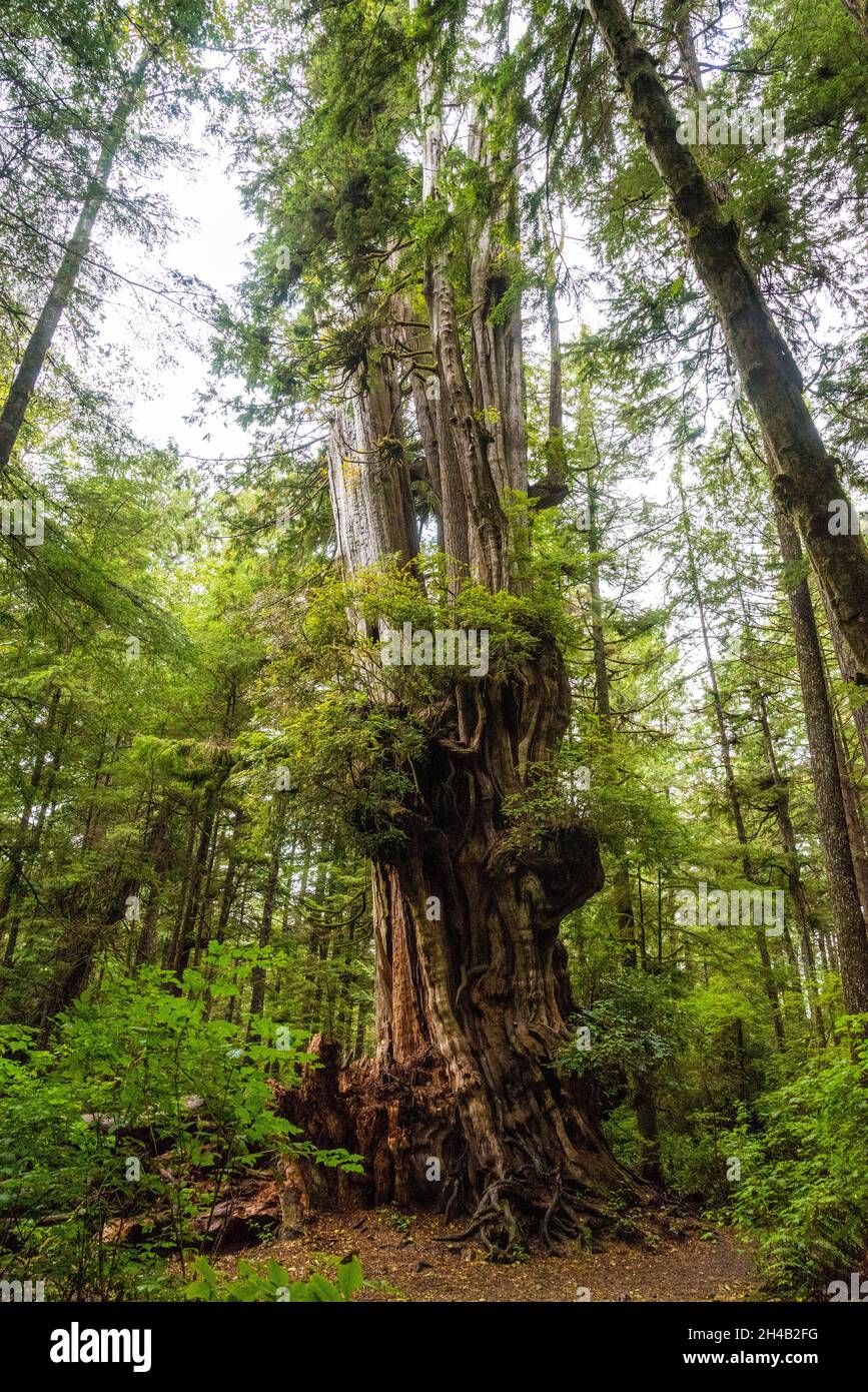 Kalaloch tree Banque de photographies et d’images à haute résolution ...
