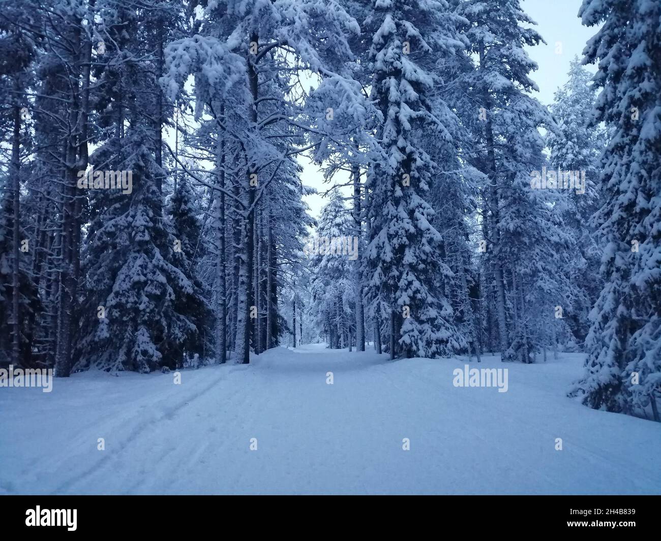 Beau chemin forestier en hiver Banque de photographies et d’images à ...