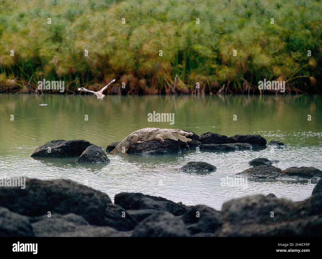 Afrique, Éthiopie, Bahir Dar, 1976.Bleu Nil.Lac Tana.Un crocodile du ...