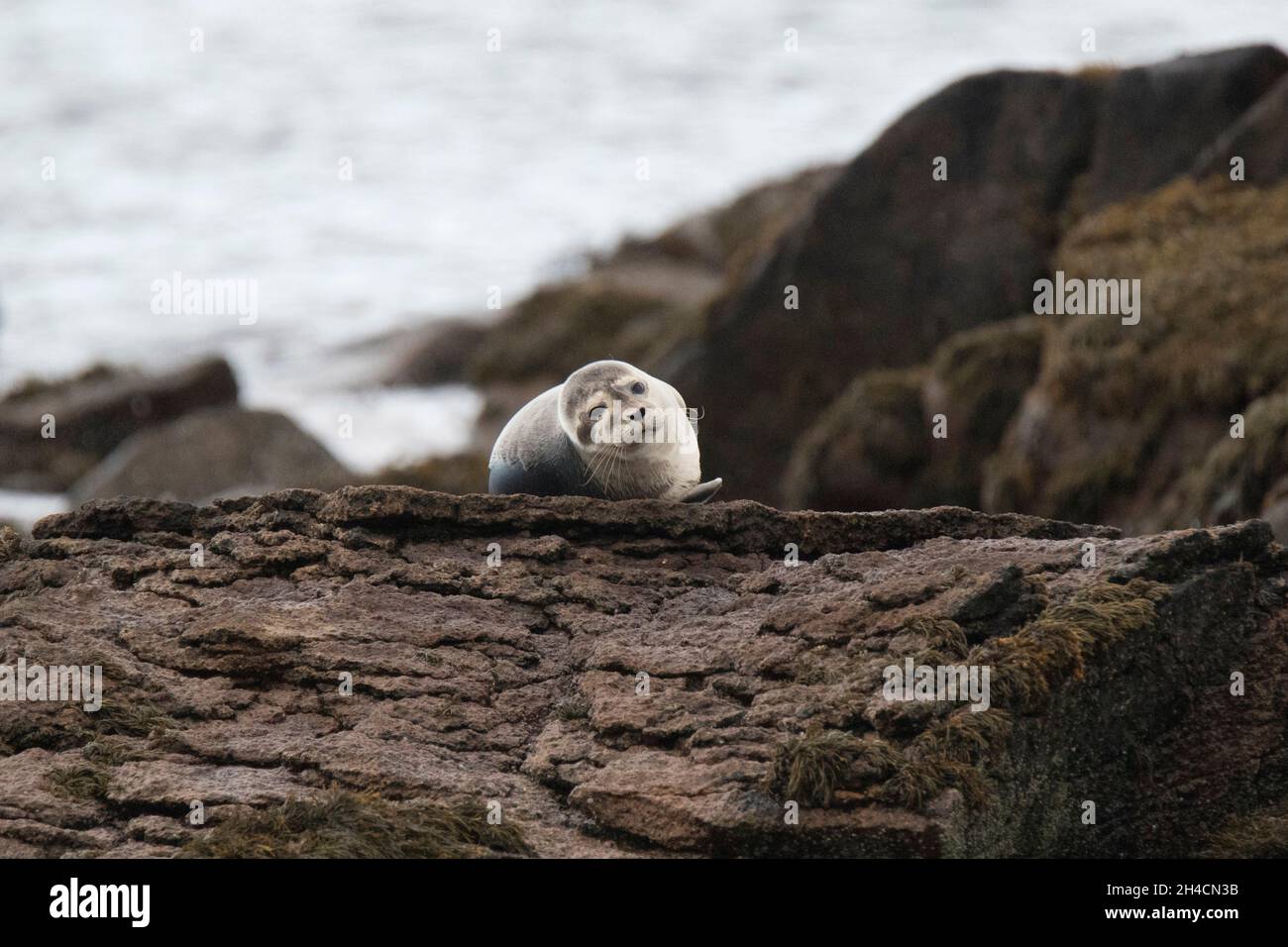 Plage du port de phoque Banque de photographies et d’images à haute ...