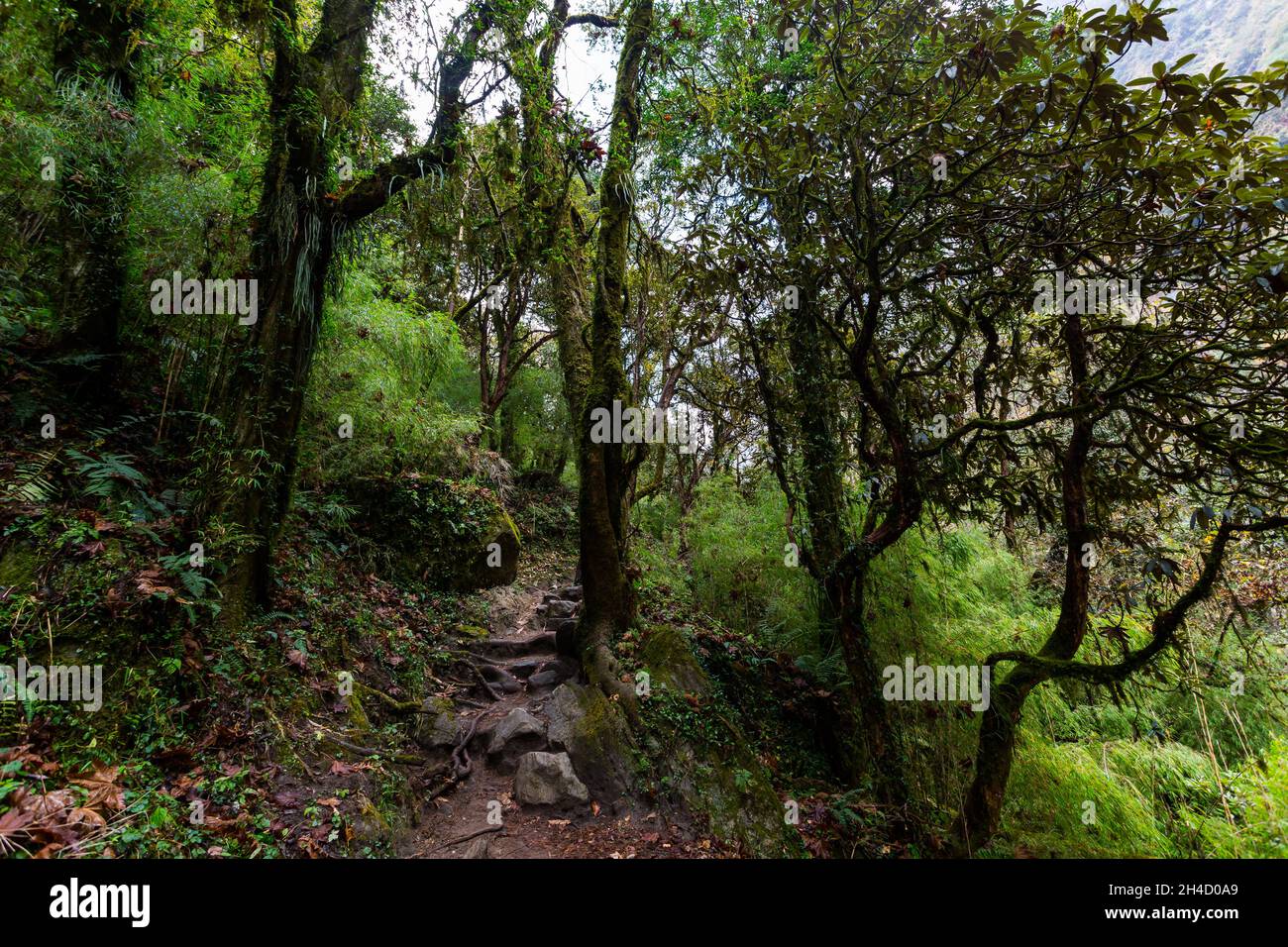 Sentier en pierre dans la jungle tropicale verte.Forêt tropicale au ...