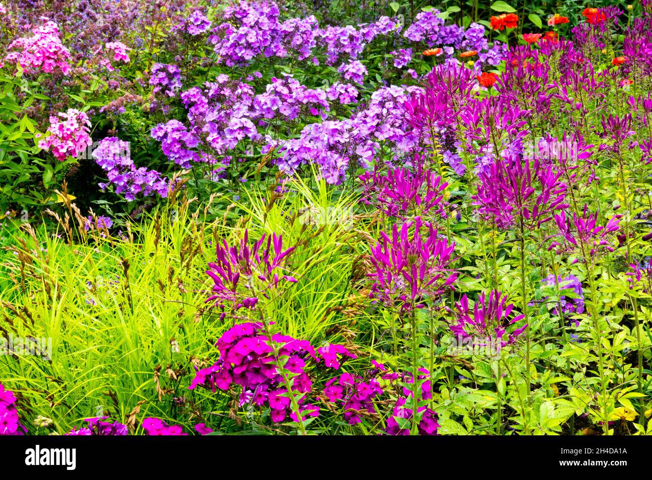 Bordure de fleurs mélangées Banque de photographies et d’images à haute ...