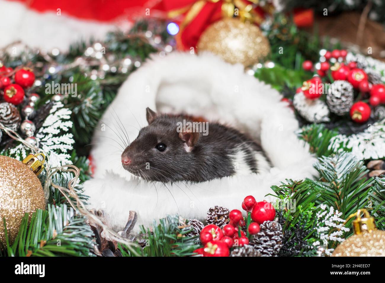 Rat de Noël regardant l'appareil photo sur fond rouge, sur fond d'une ...