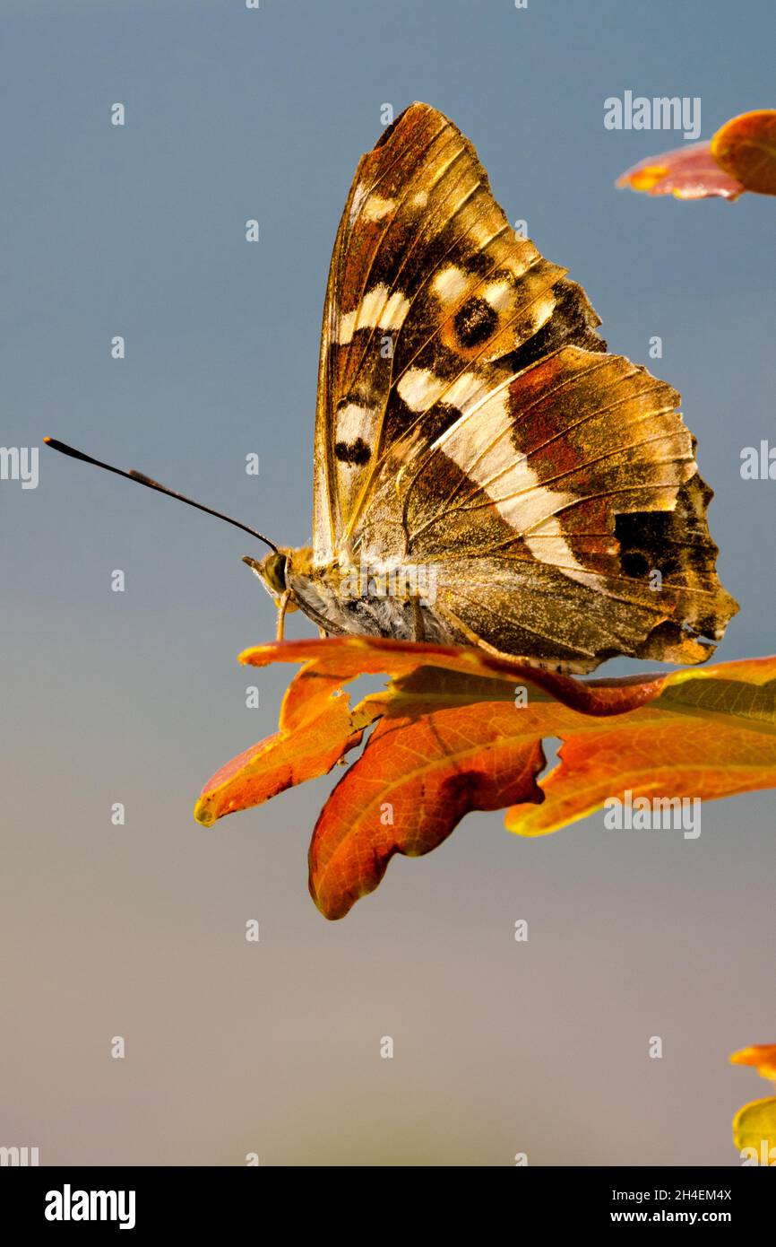 Butterfly side view Banque de photographies et d’images à haute ...