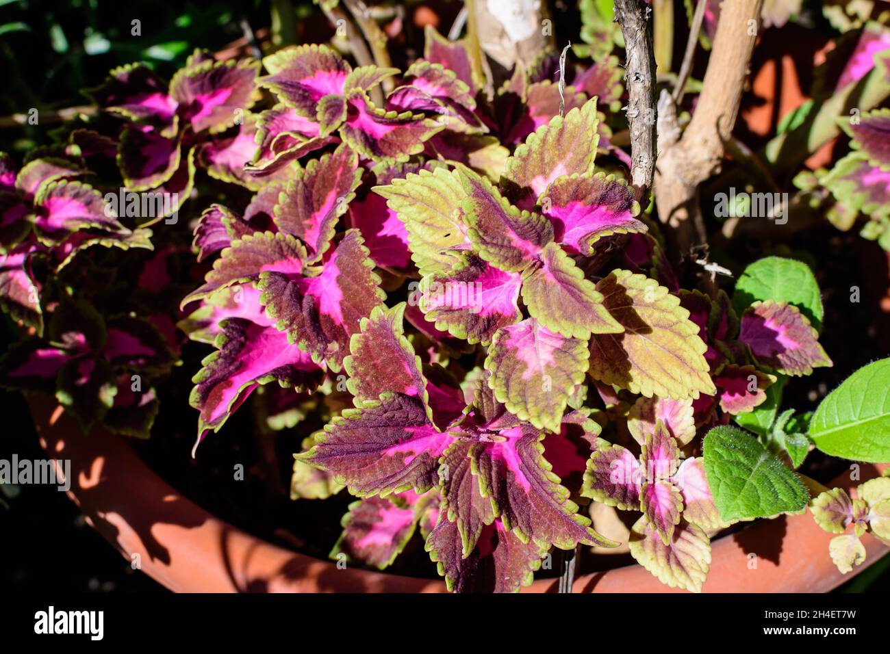 De nombreuses feuilles vertes et rouges foncé de plantes décoratives de ...