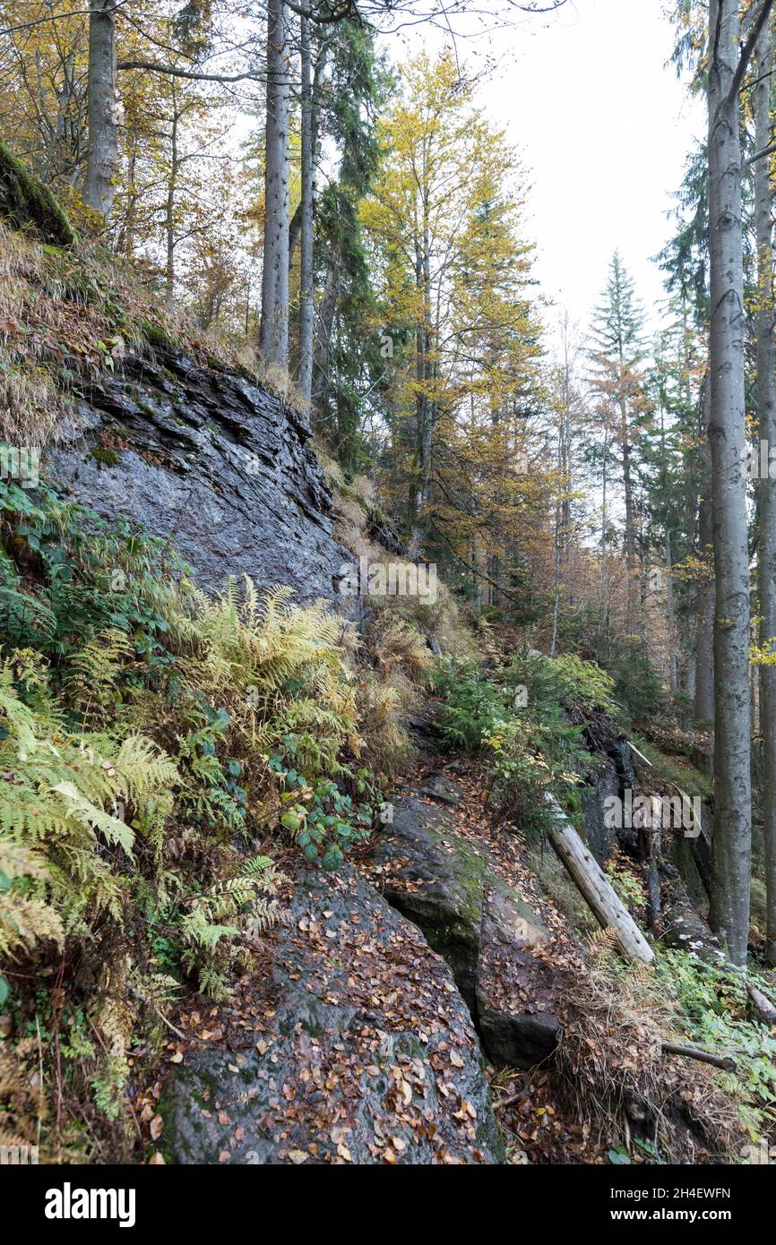 Forêts mixtes de feuillus et de conifères Banque de photographies et d ...