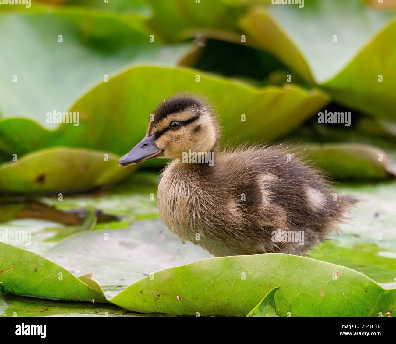 Photos de canetons Banque de photographies et d’images à haute ...