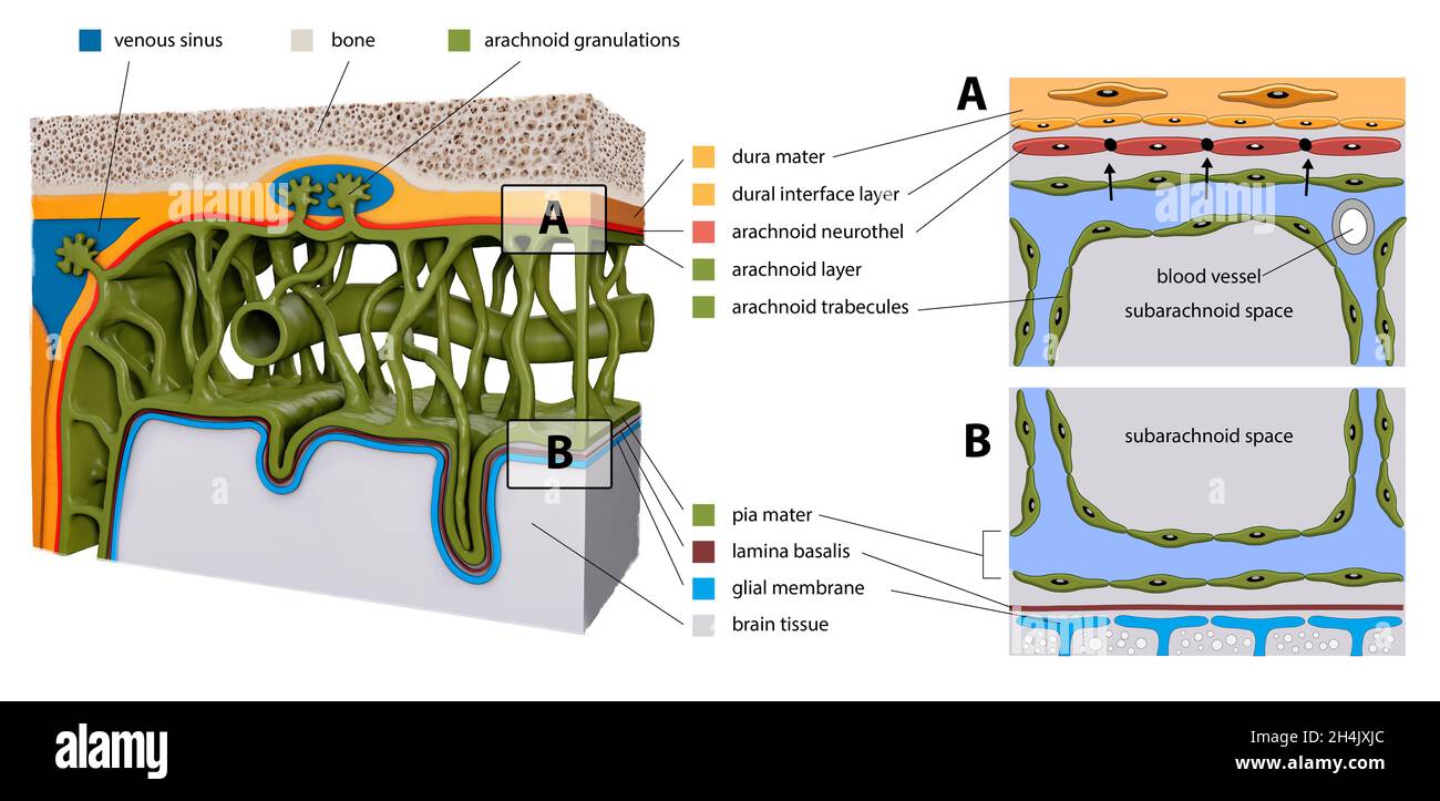 Membranes protectrices couvrant le cerveau.Meninges: Dura mater ...