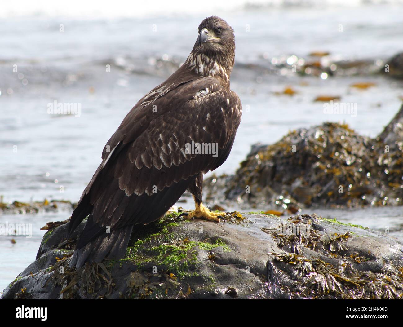 Oiseau de proie au québec Banque de photographies et d’images à haute ...
