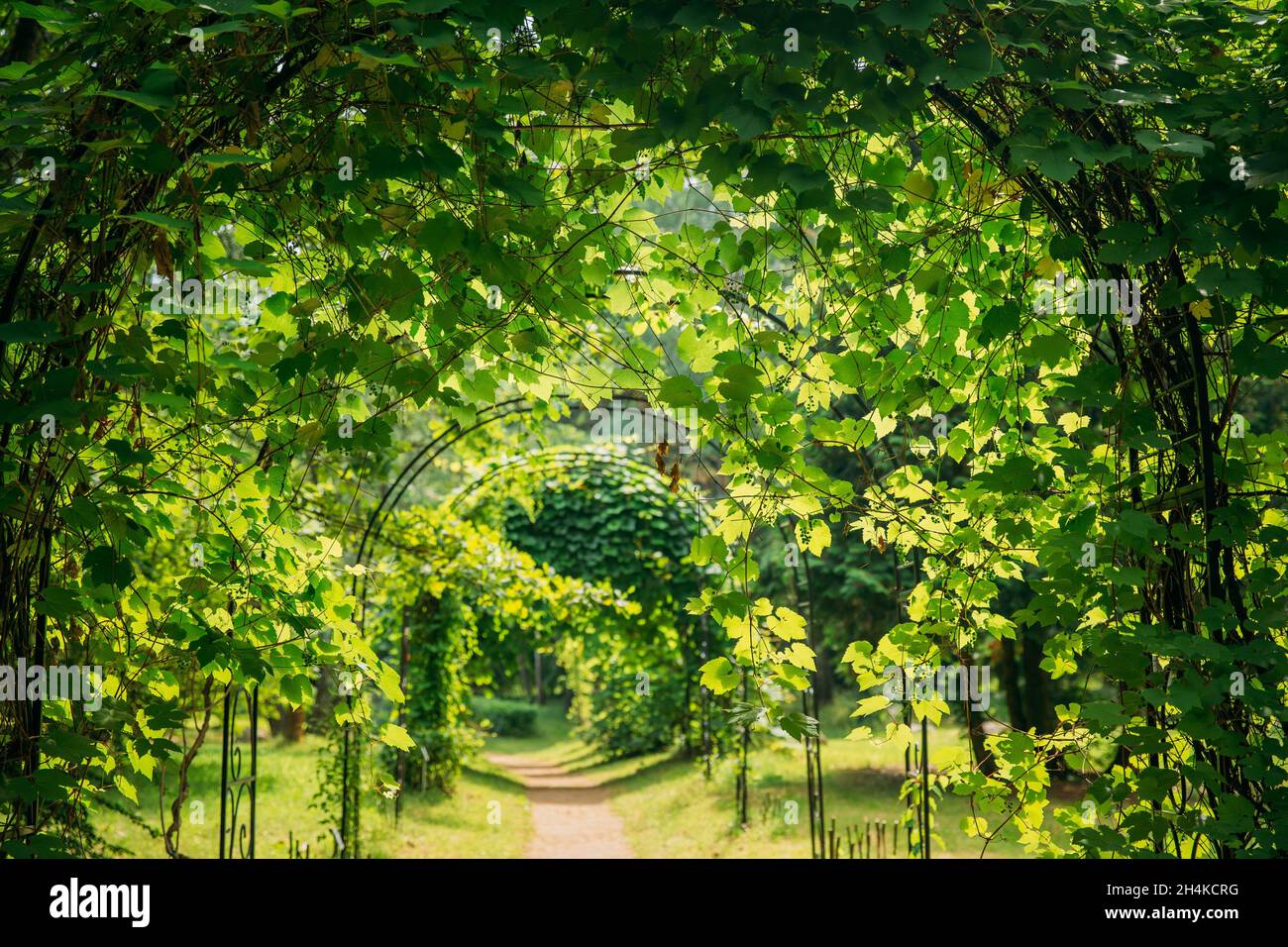 Vitis palmata Banque de photographies et d’images à haute résolution ...