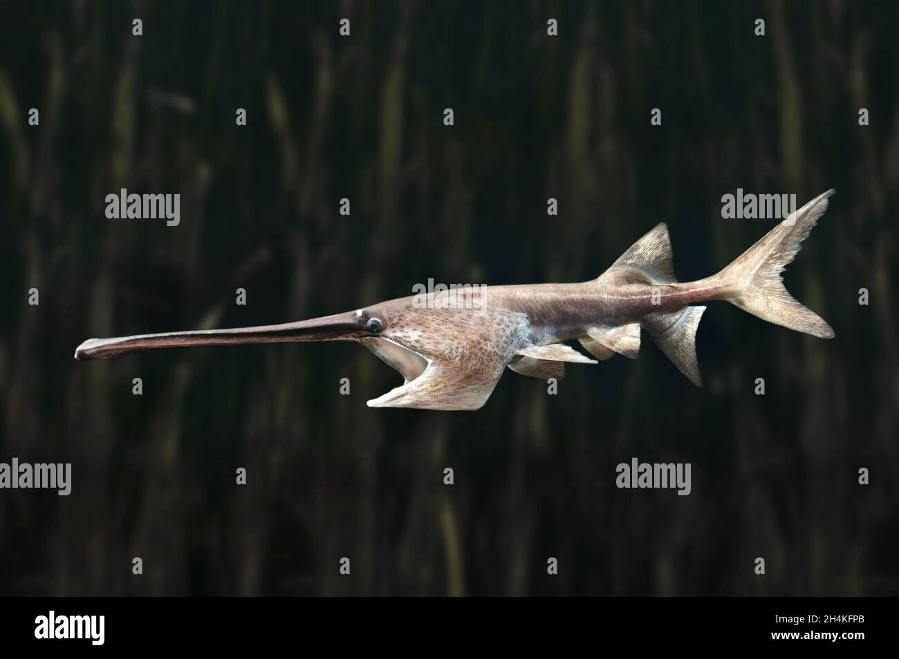 Spatules chinoises (Pseuphurus gladius).Il s'agit d'une espèce de ...