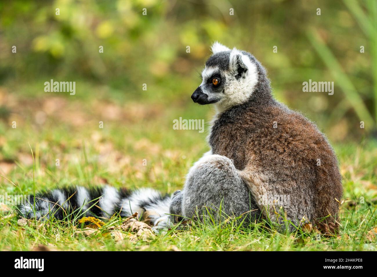 Portrait Dun Mignon Lémurien à Queue Annulaire Lemur Catta Assis