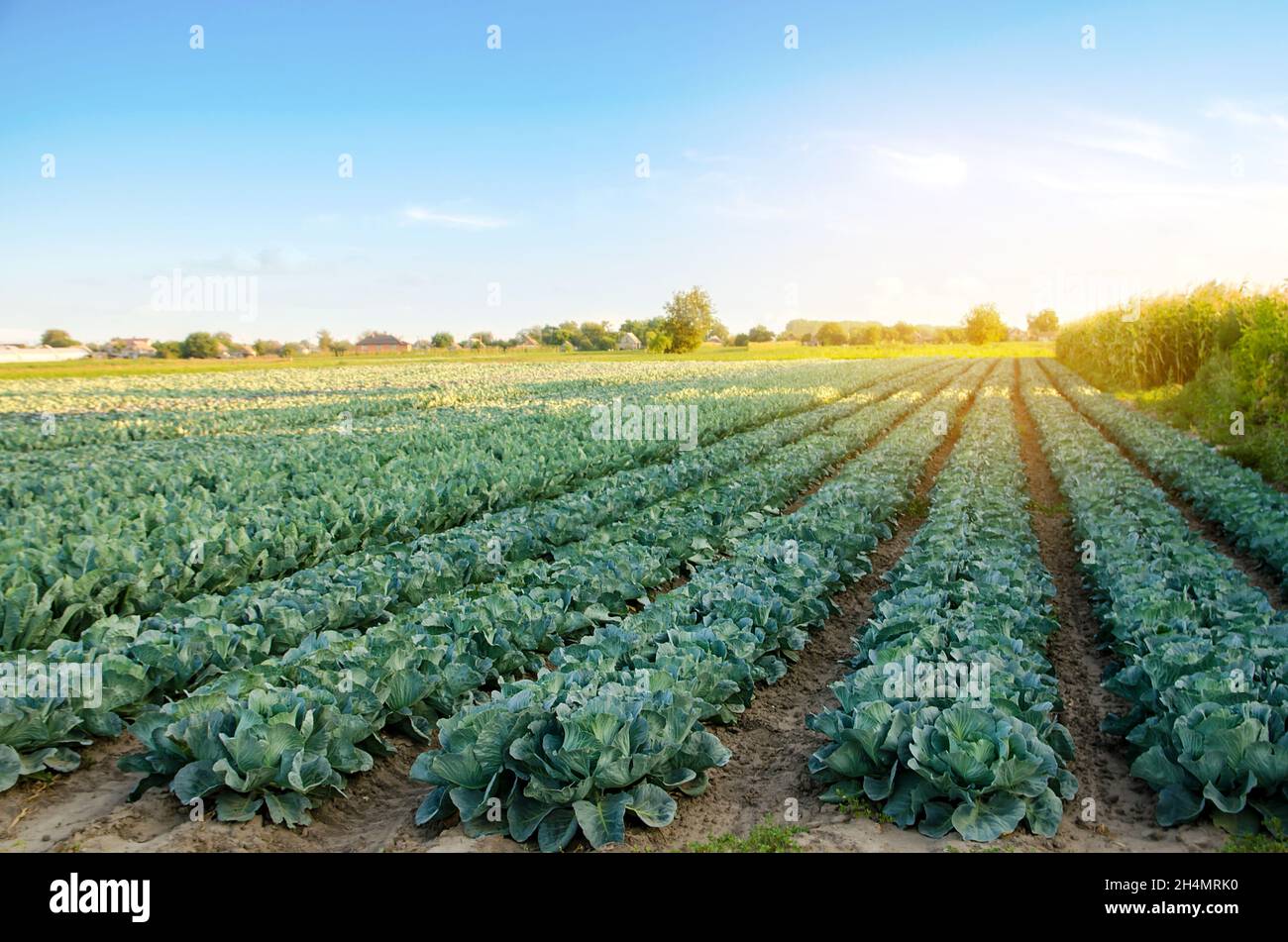 Les plantations de chou poussent dans le champ. Culture de légumes ...