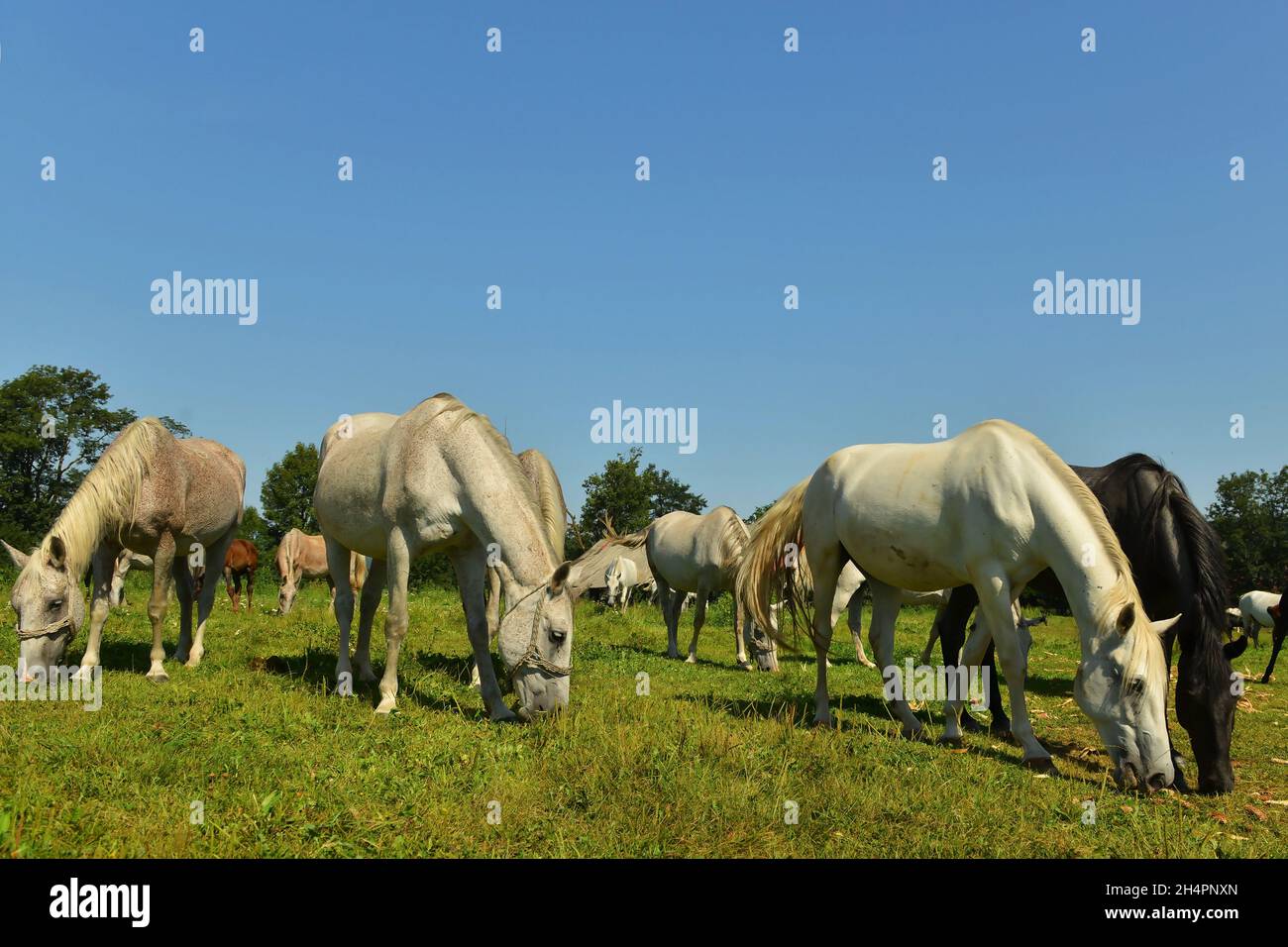 Lipizzaner, cheval, cheval blanc, extérieur, extérieur,animal, race ...
