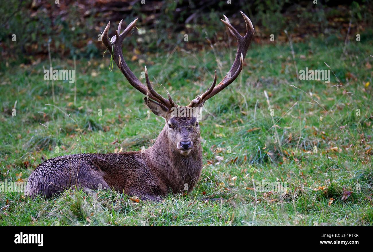 Photos de cerfs sika Banque de photographies et d’images à haute ...