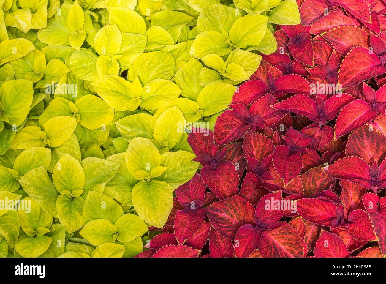 Coleus solenostemon wizard velvet red Banque de photographies et d ...