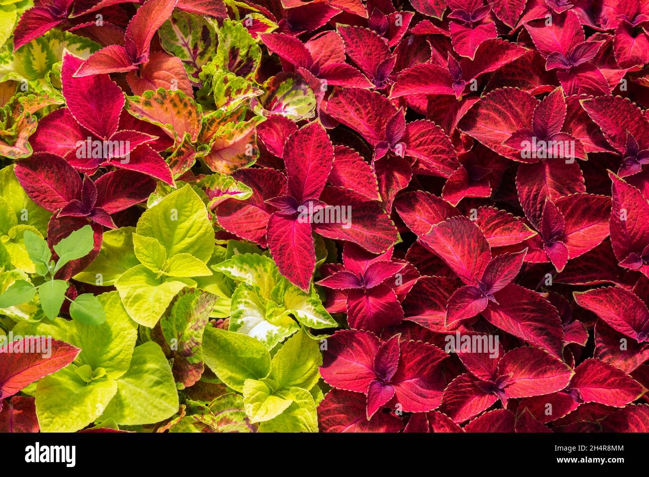 Coleus solenostemon wizard velvet red Banque de photographies et d ...