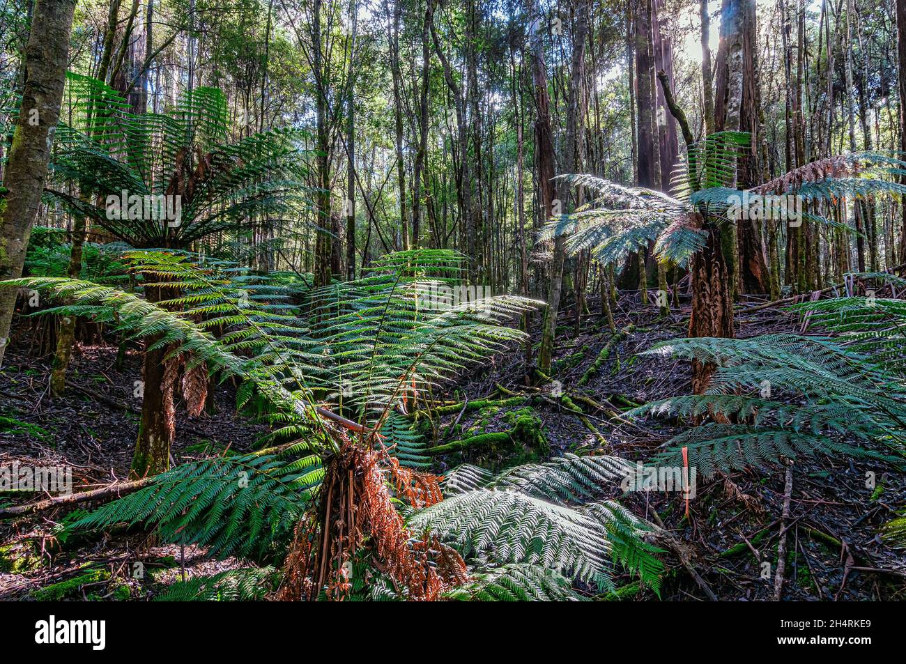 Mount field nationalpark Banque de photographies et d’images à haute ...