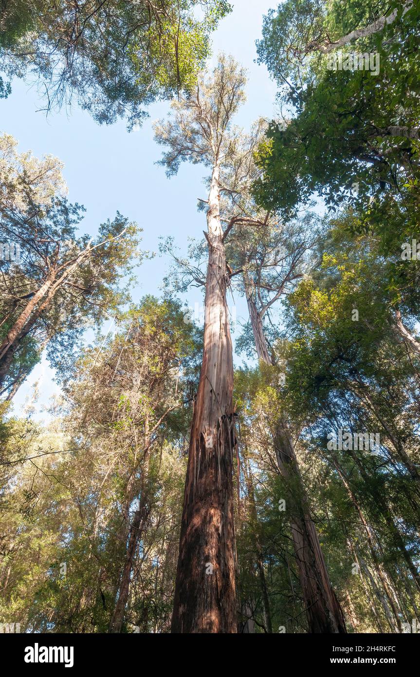 Mount field national park Banque de photographies et d’images à haute ...
