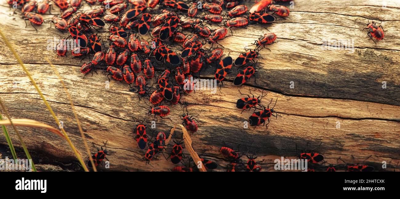 Take care of insects Banque de photographies et d’images à haute ...