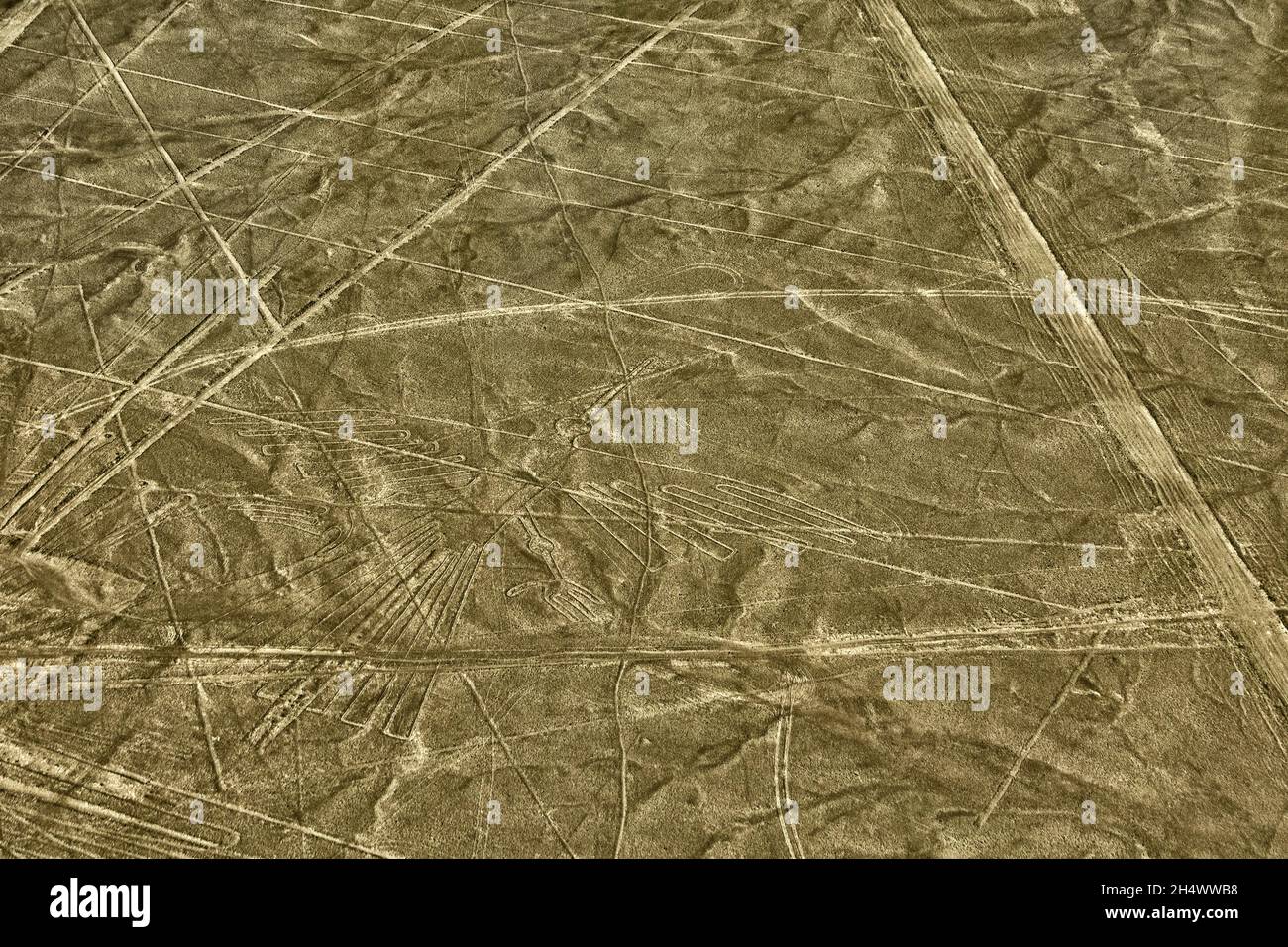 Le Condor géoglyphe figure dans le désert côtier péruvien connu sous le ...