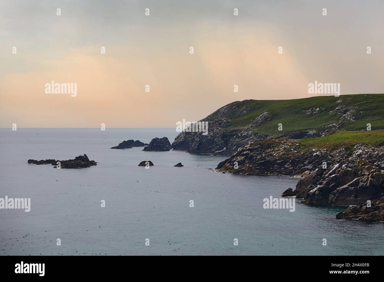 Irlandais oiseau oiseaux irlande Banque de photographies et d’images à ...