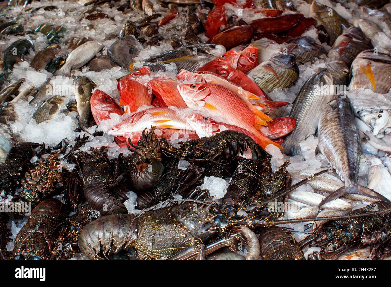 HURGHADA, ÉGYPTE - le 31 OCTOBRE 2021 - les poissons et les crevettes ...