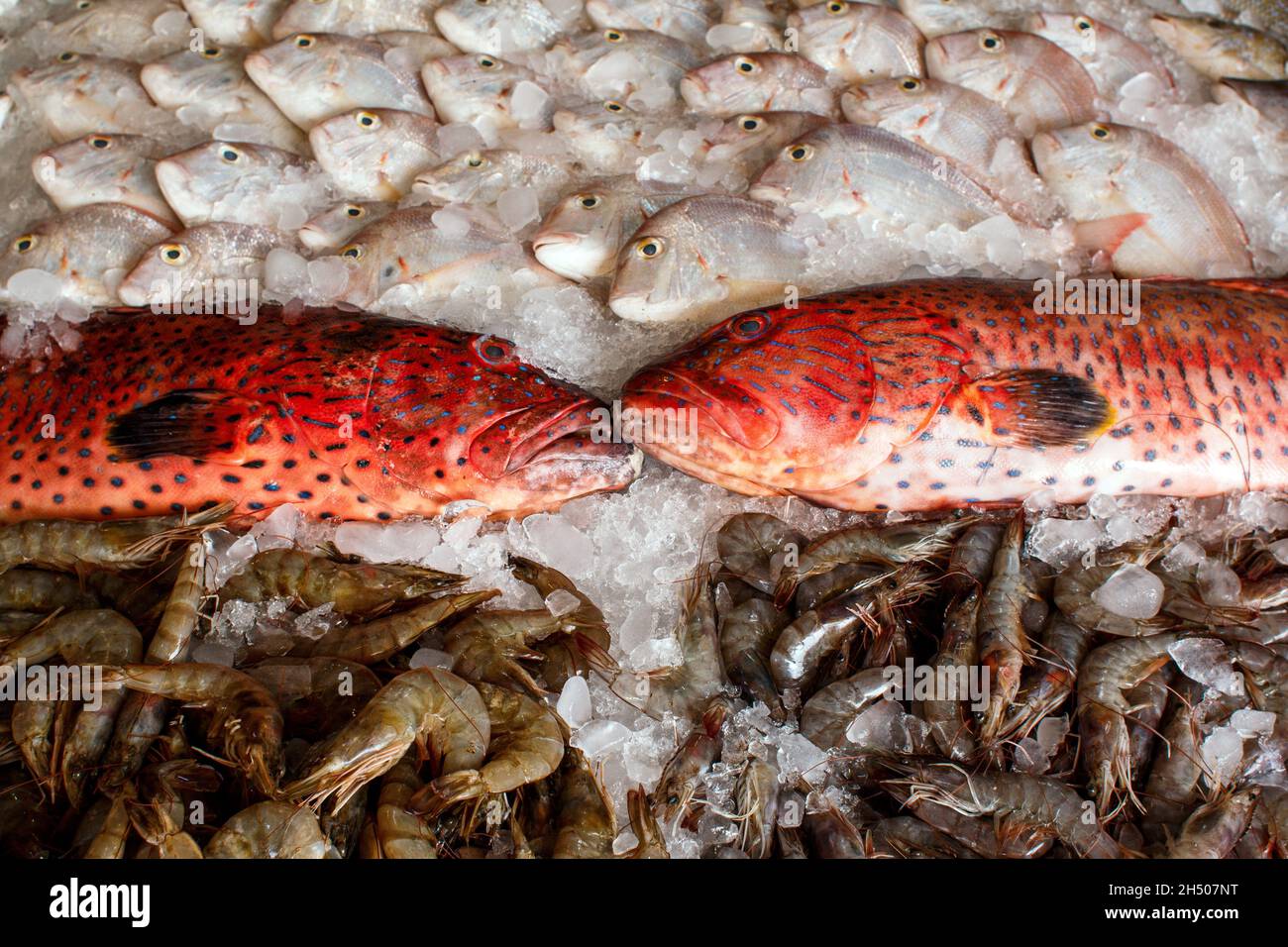 Non exclusif: HURGHADA, EGYPTE - 31 OCTOBRE 2021 - les poissons et les ...