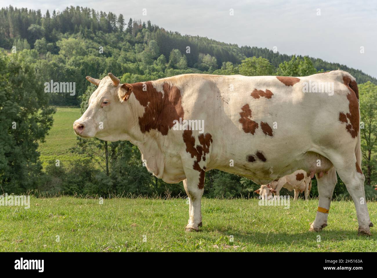 Montbeliarde les vaches Banque de photographies et d’images à haute ...